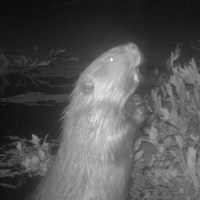 ProRest.org – Process Based Restoration Design, Instruction and ...